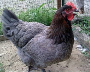 Razze galline - Pollaio per galline